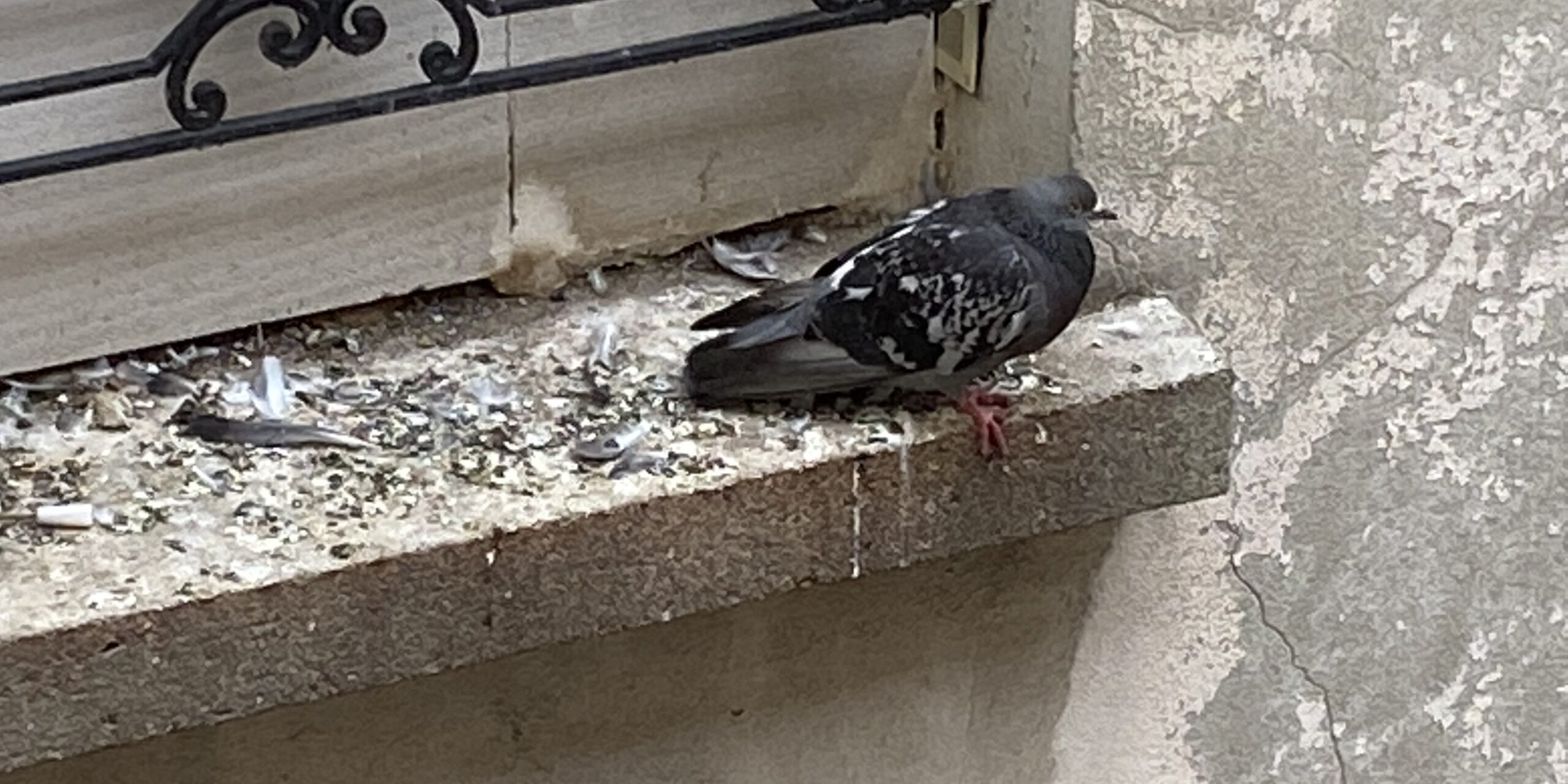 Nettoyage et désinfection des fientes de pigeons à Avignon - Cleaner ...